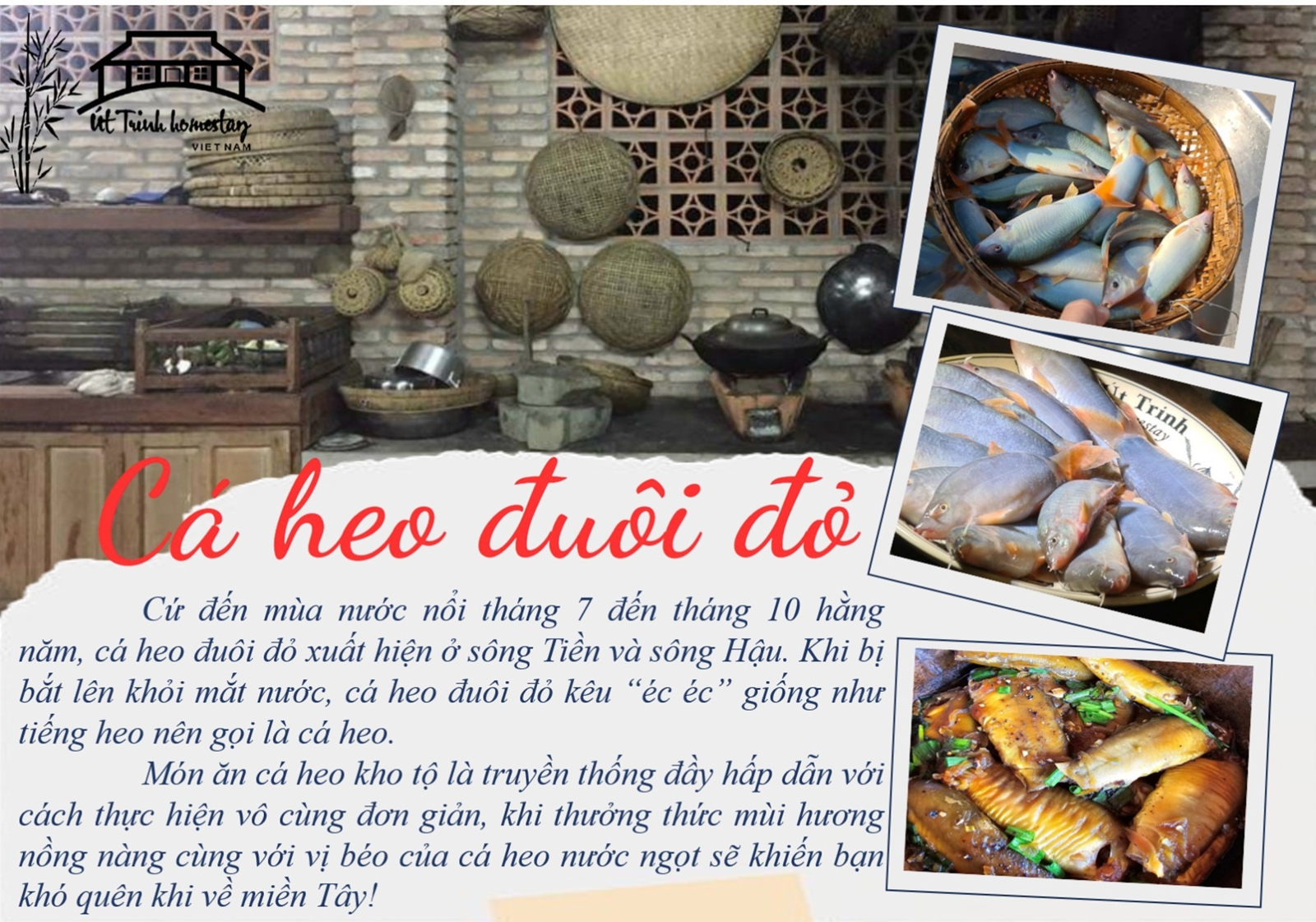 Đặc sản mùa nước nổi – Cá heo đuôi đỏ nước ngọt